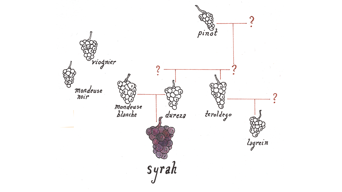 Class Recap: “Syrah & Their Cousins” – Children's Atlas of Wine